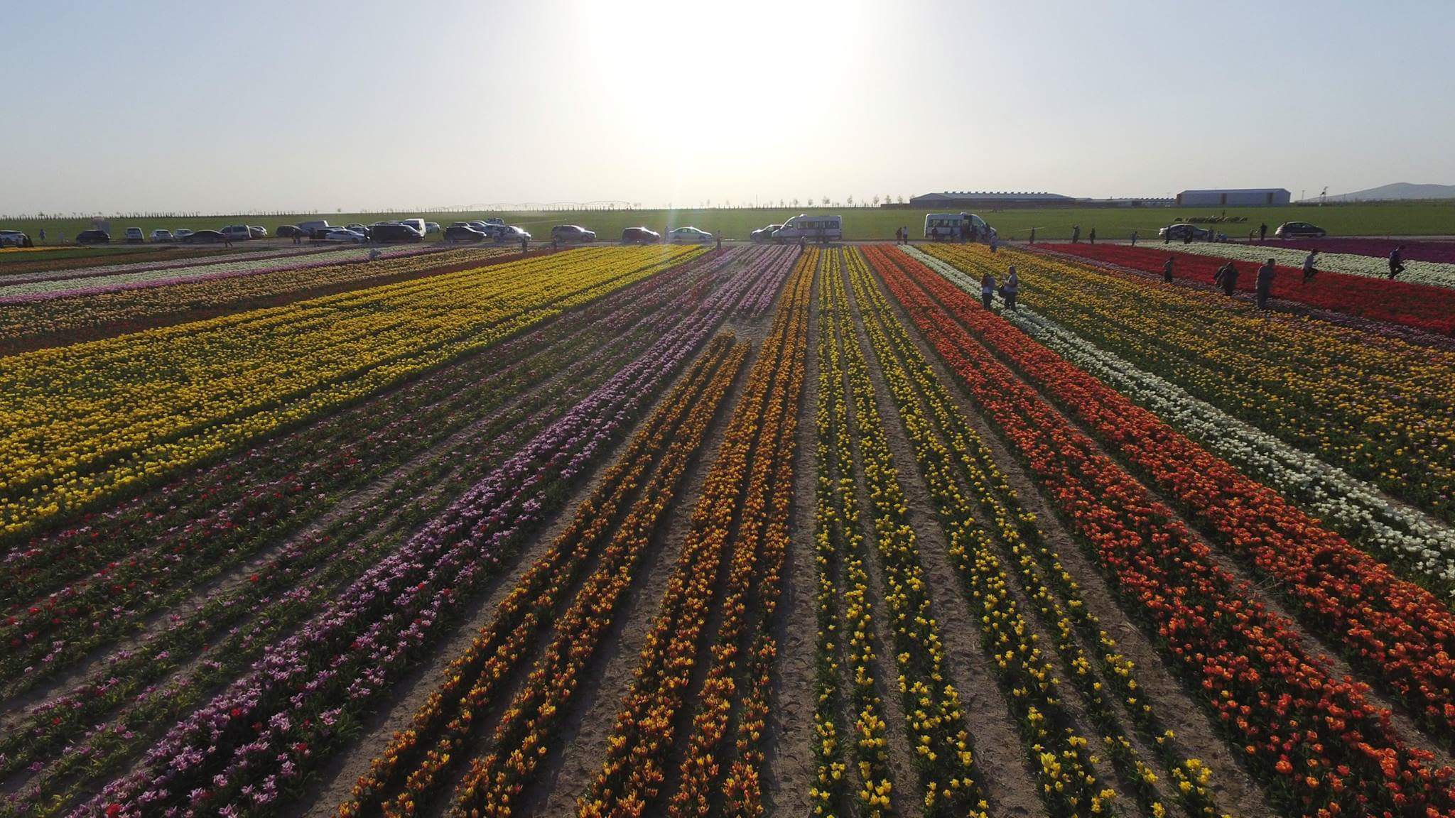 konya lale tarlaları #1158918 - uludağ sözlük galeri