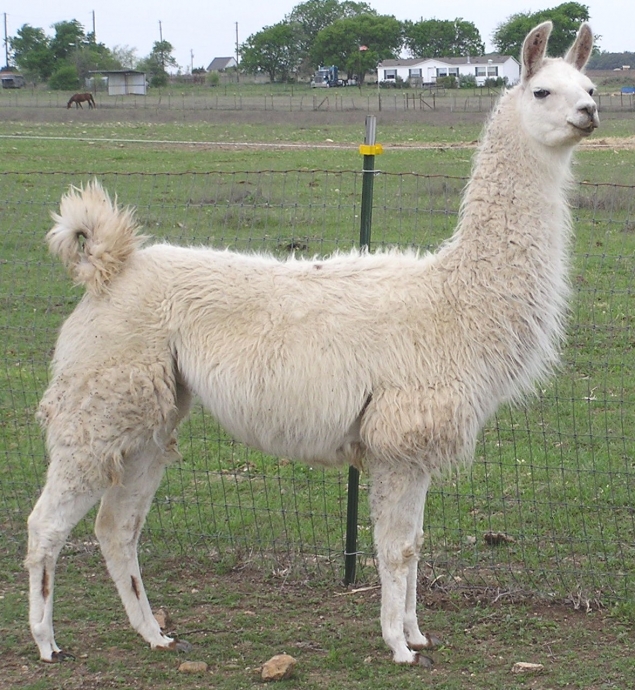 lamartin #2212198 - uludağ sözlük galeri