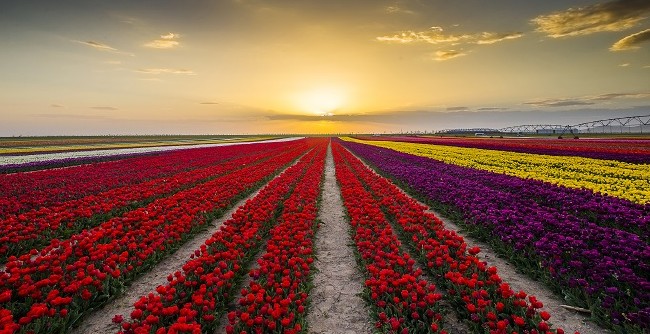 konya lale tarlaları - uludağ sözlük