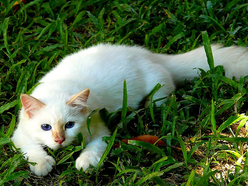 beyaz kedi #1720791 - uludağ sözlük galeri