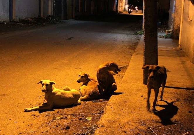 gece vakti 10 tane köpeğin olduğu sokağa girmek - uludağ sözlük galeri