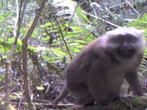 macaca leucogenys - uludağ sözlük galeri