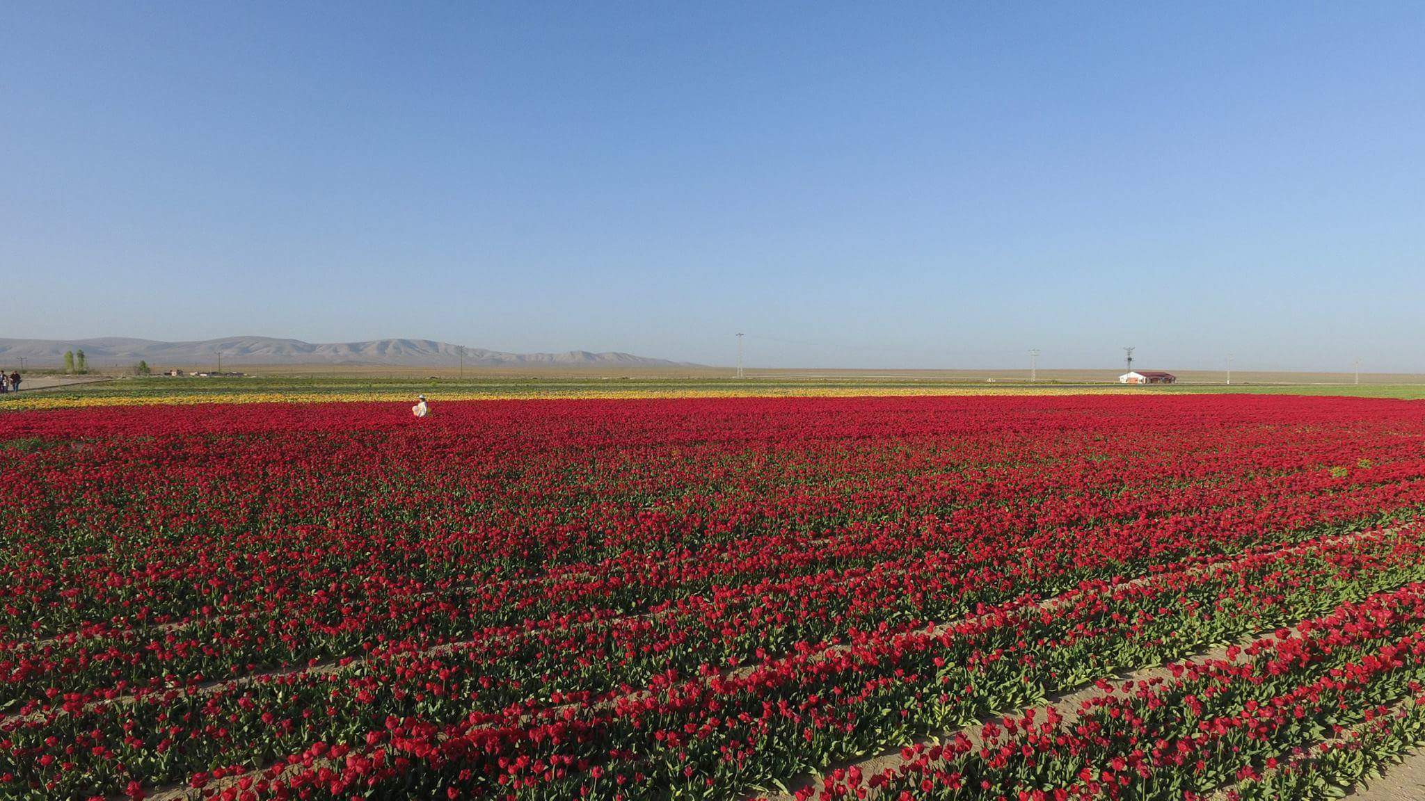 konya lale tarlaları #1158914 - uludağ sözlük galeri