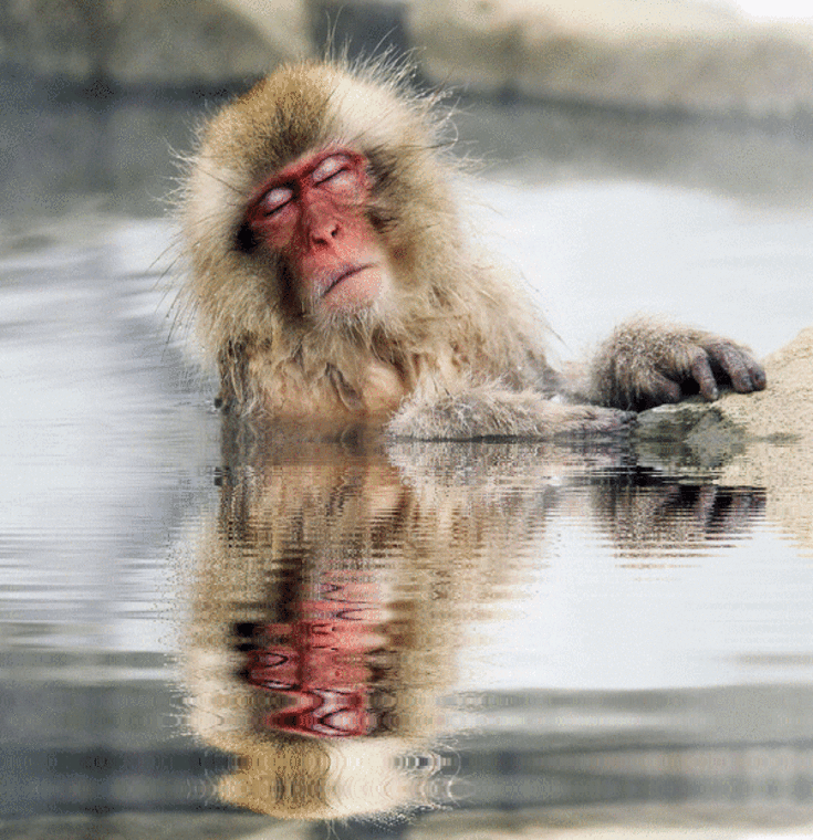 kar maymunu #1499569 - uludağ sözlük galeri